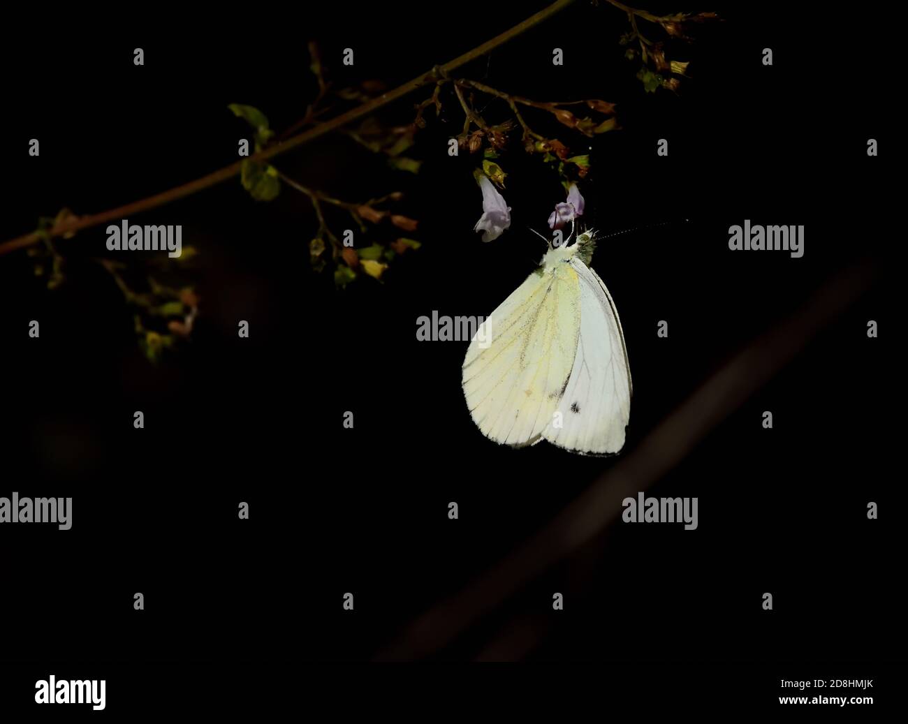 Macro photograph of an isolated specimen of Green-veined white (Pieris ...