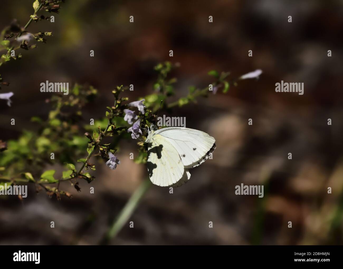 Macro photograph of an isolated specimen of Green-veined white (Pieris ...
