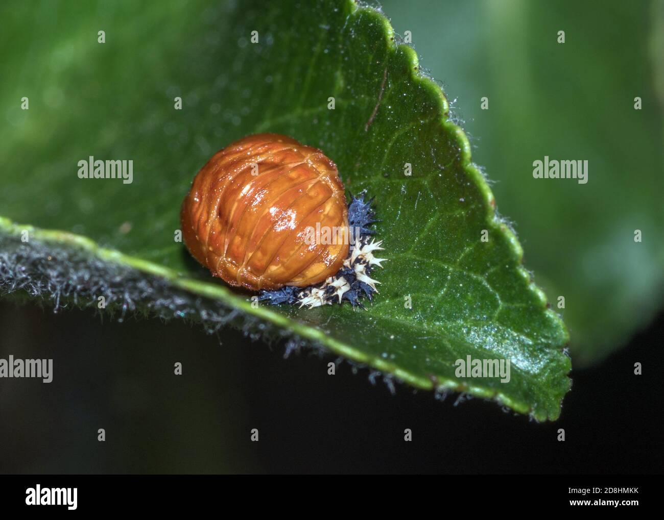 Animal transformation hi-res stock photography and images - Alamy