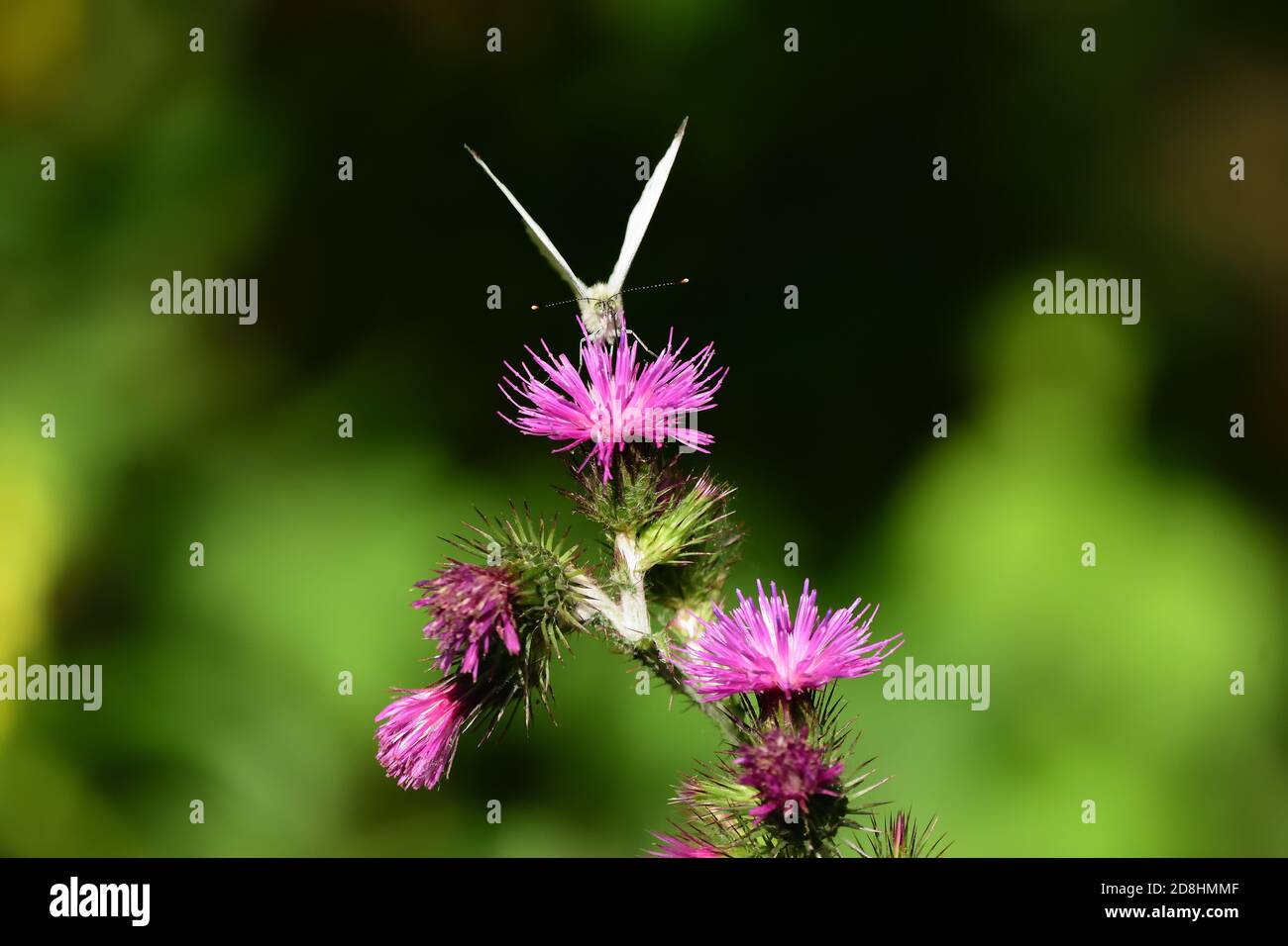 Macro photograph of an isolated specimen of Green-veined white (Pieris ...