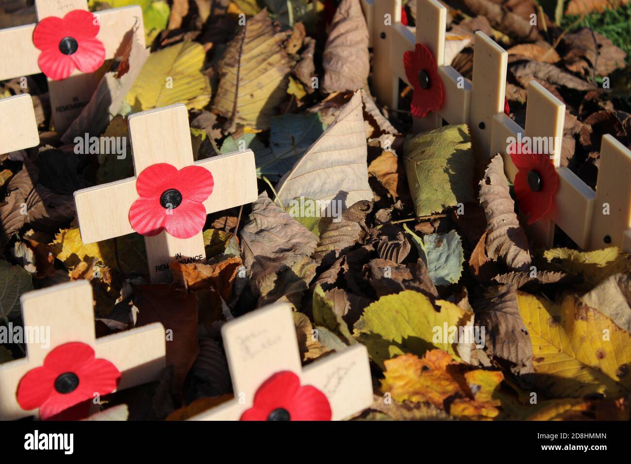 Poppy Scotland Poppies on Wooden Crosses on the Ground Among Autumn ...