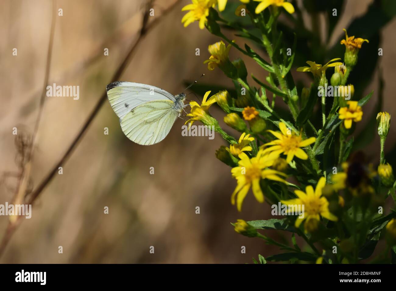Macro photograph of an isolated specimen of Green-veined white (Pieris ...