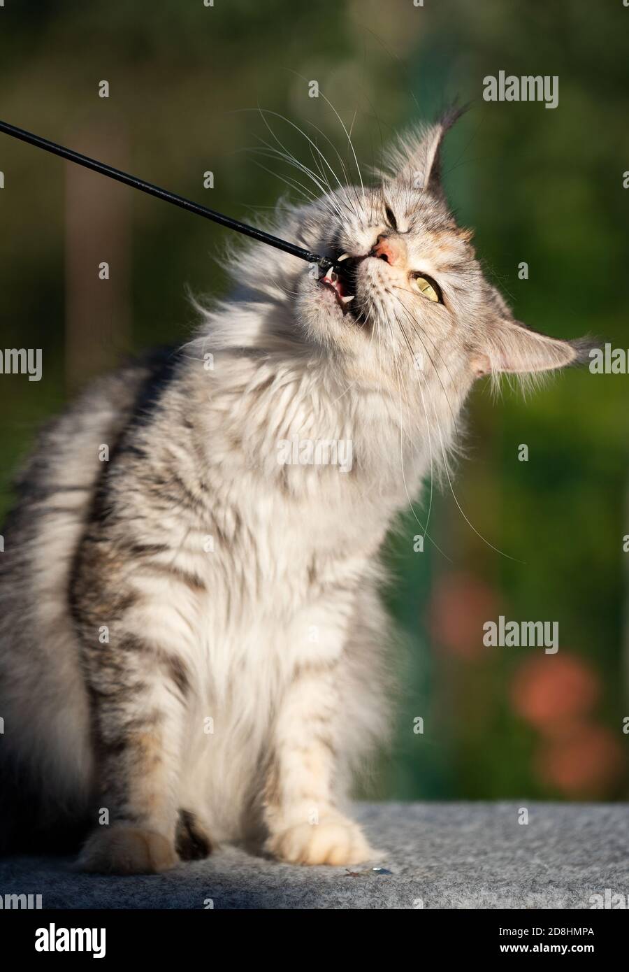 playful maine coon cat outdoors in sunny gardn chewing stick Stock ...