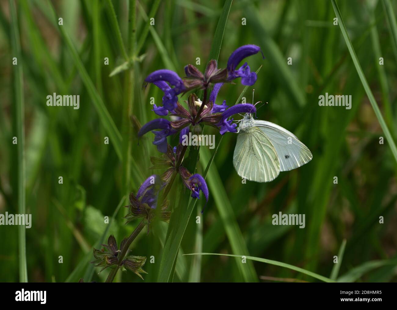 Macro photograph of an isolated specimen of Green-veined white (Pieris ...
