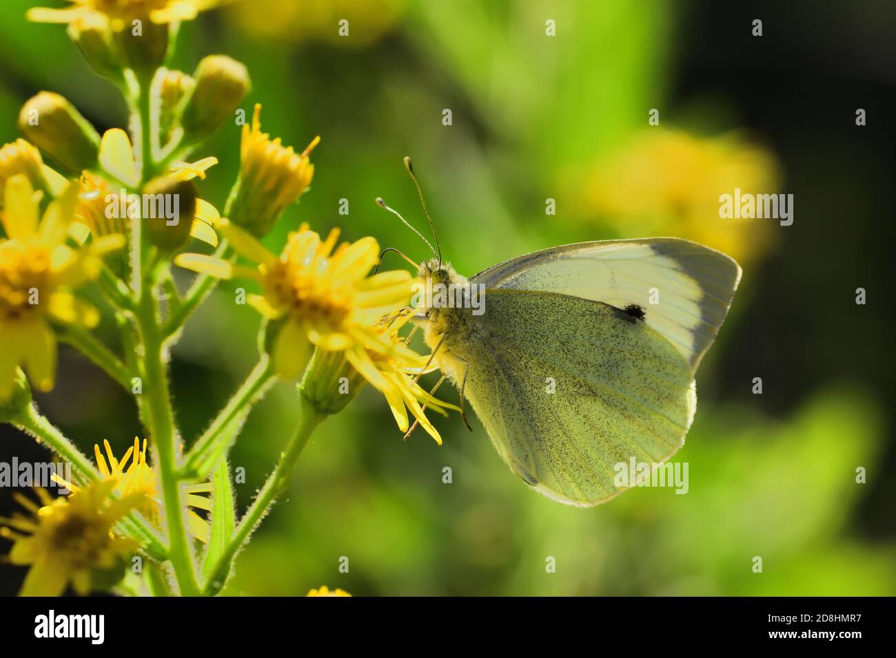 Macro photograph of an isolated specimen of Green-veined white (Pieris ...