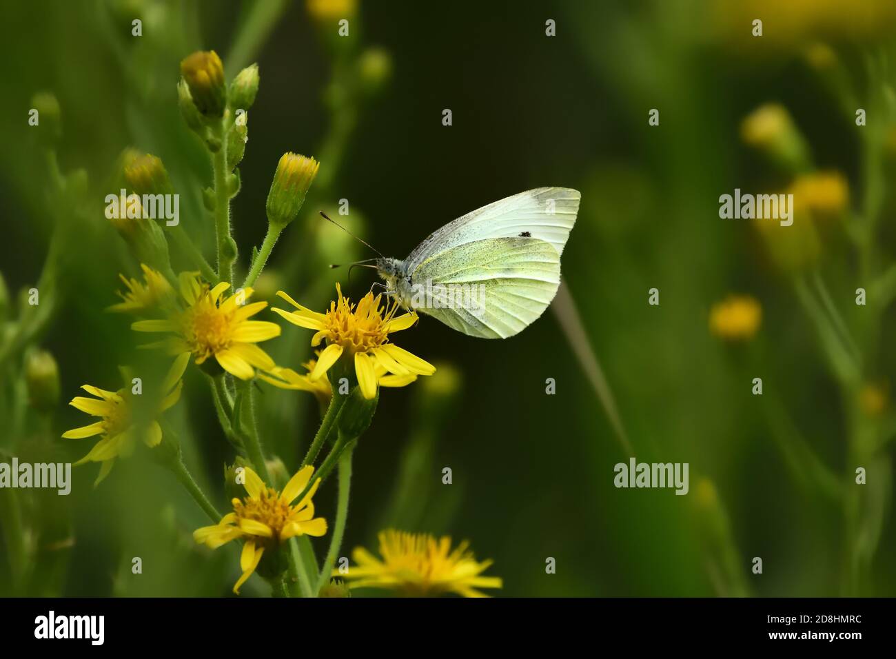 Macro photograph of an isolated specimen of Green-veined white (Pieris ...
