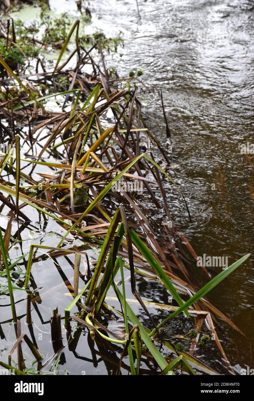 still and running rive water Stock Photo - Alamy