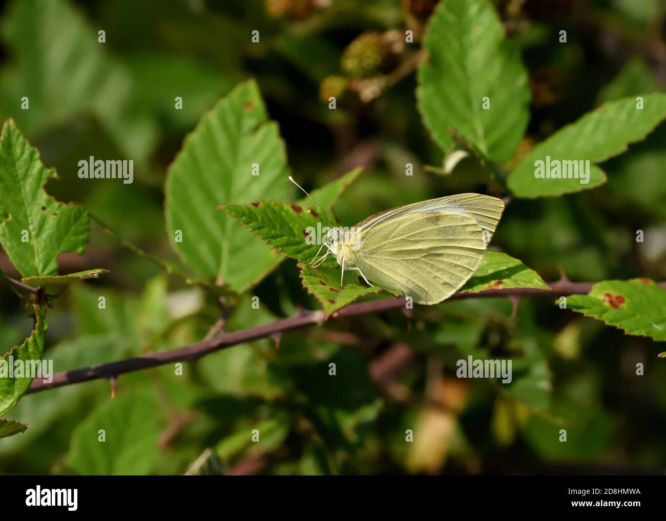 Entomological specimen hi-res stock photography and images - Alamy