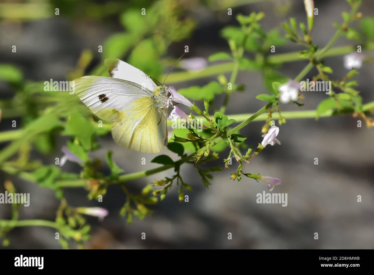 Macro photograph of an isolated specimen of Small white (Pieris rapae ...