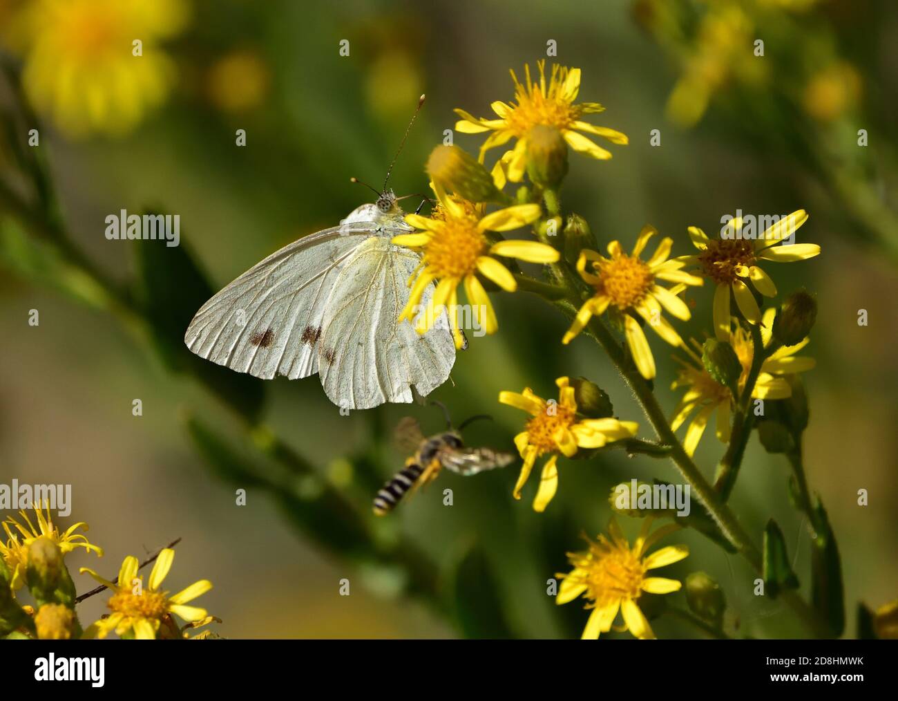Macro photograph of an isolated specimen of Small white (Pieris rapae ...