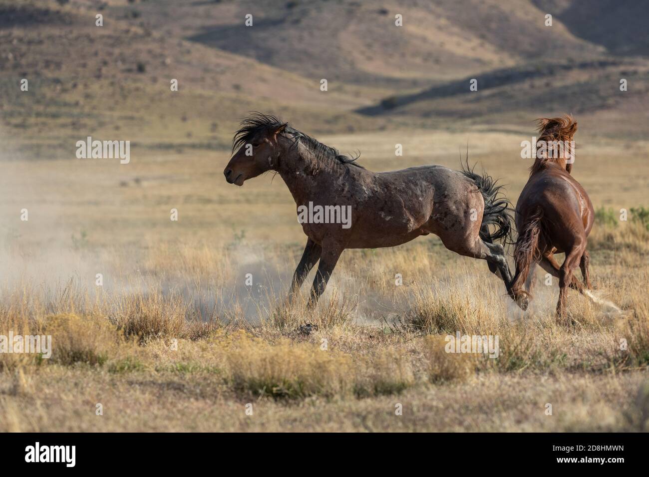 Wild Horse Stallions Fighting in the Utah desert Stock Photo - Alamy