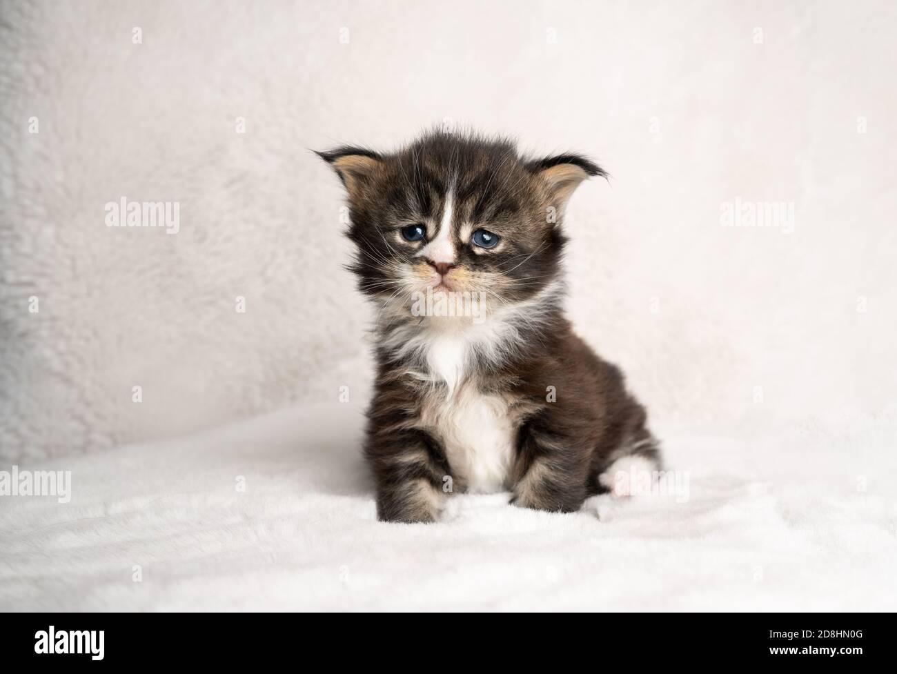 Maine Coon Tabby Mix Kittens