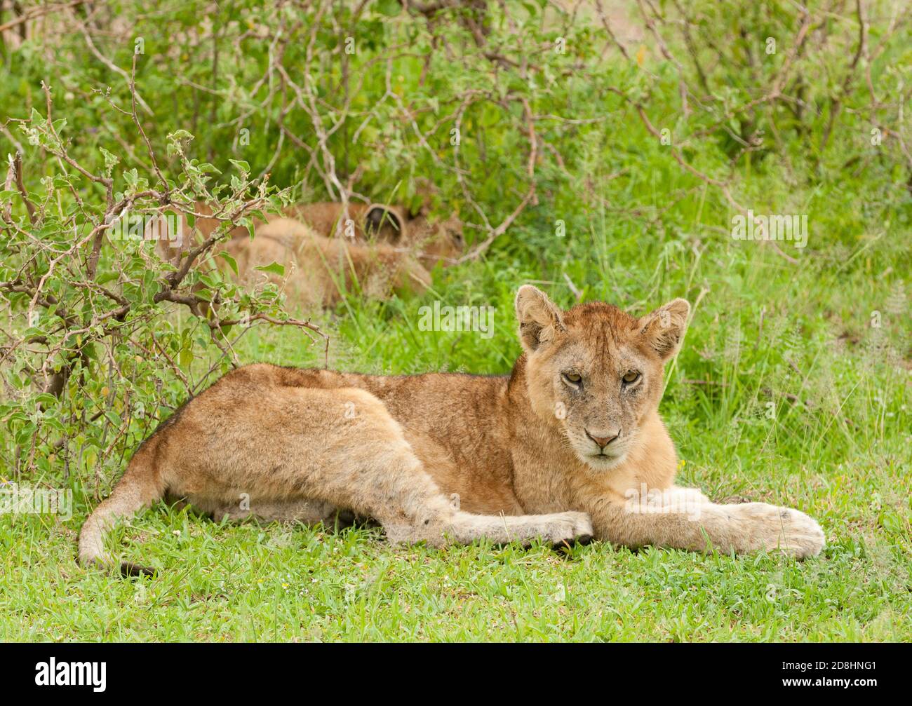 Closeup of a young Lion (scientific name: Panthera leo, or "Simba" in ...