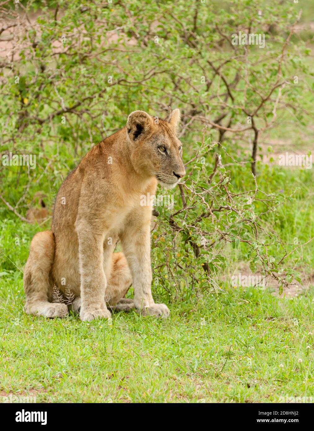 Closeup of a young Lion (scientific name: Panthera leo, or "Simba" in ...
