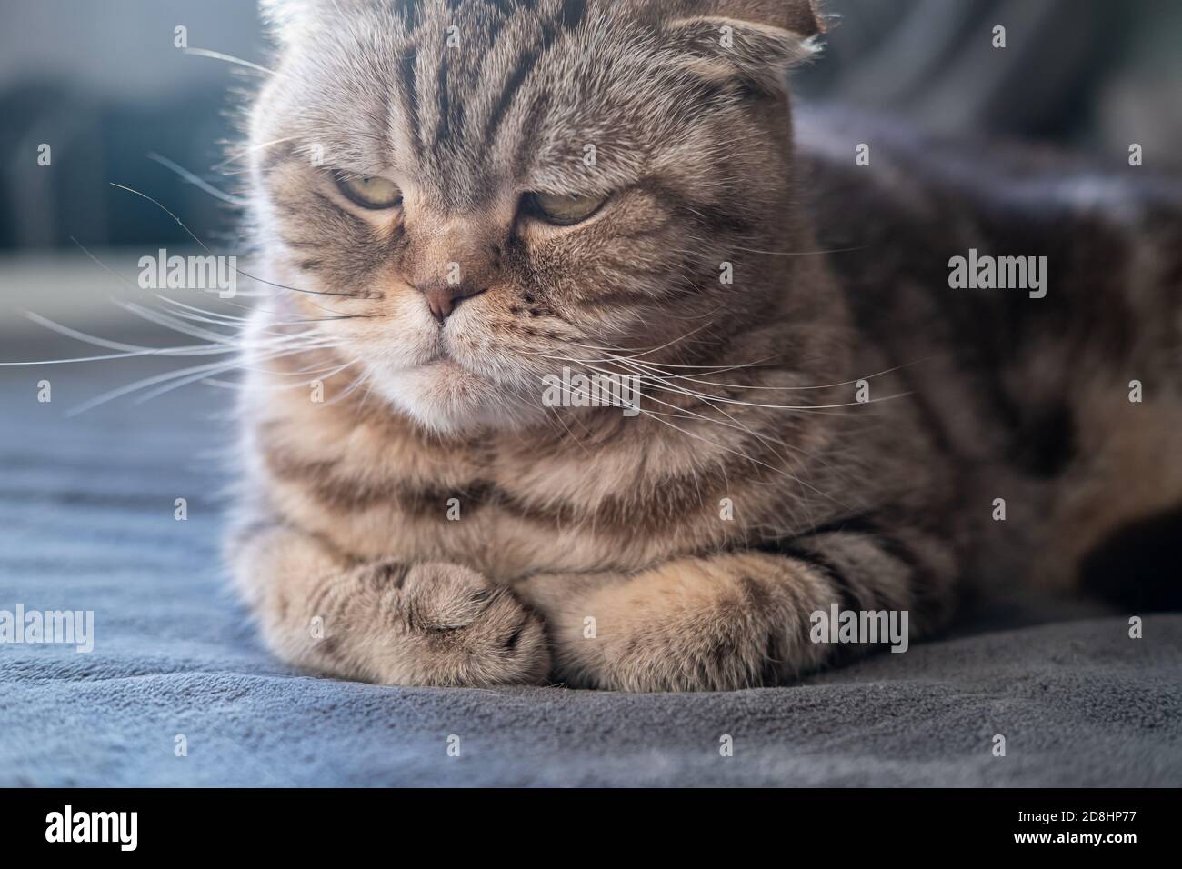 Folded legs hi-res stock photography and images - Alamy