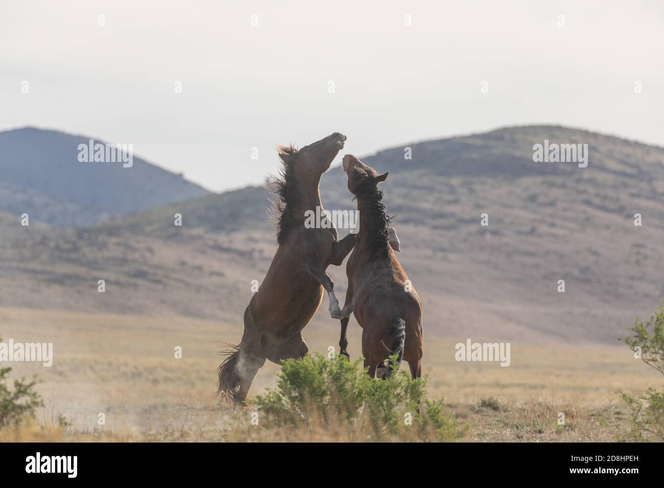 Wild Horse Stallions Fighting in the Utah desert Stock Photo - Alamy