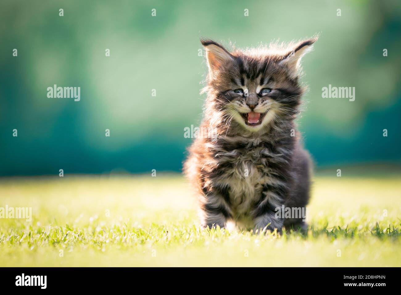 cute young maine coon kitten outdoors in garden meowing Stock Photo - Alamy