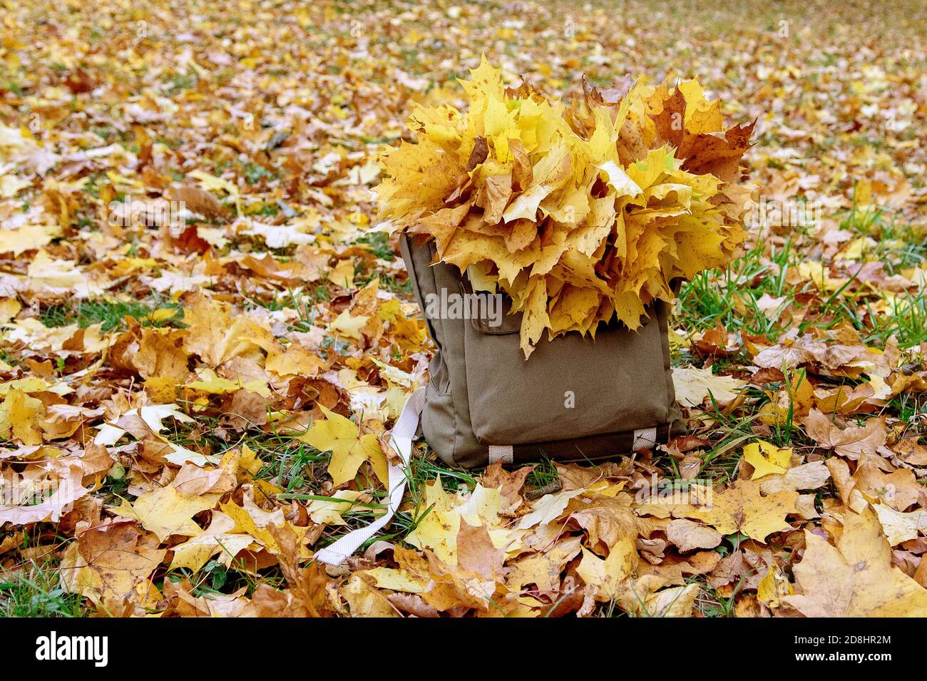 Lifestyle leaf hi-res stock photography and images - Alamy