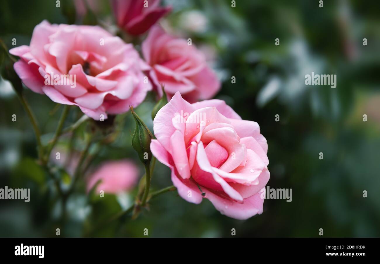 Gentle nature background with blooming roses. Beautiful rose flowers in ...