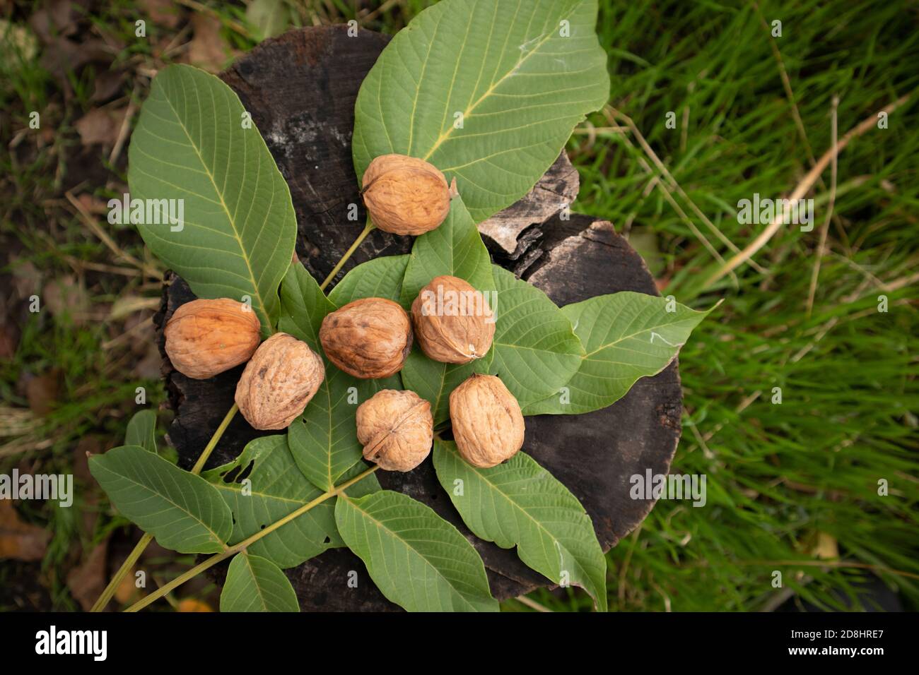 Green leaves and unripe walnut. Fruits of a walnut Stock Photo - Alamy