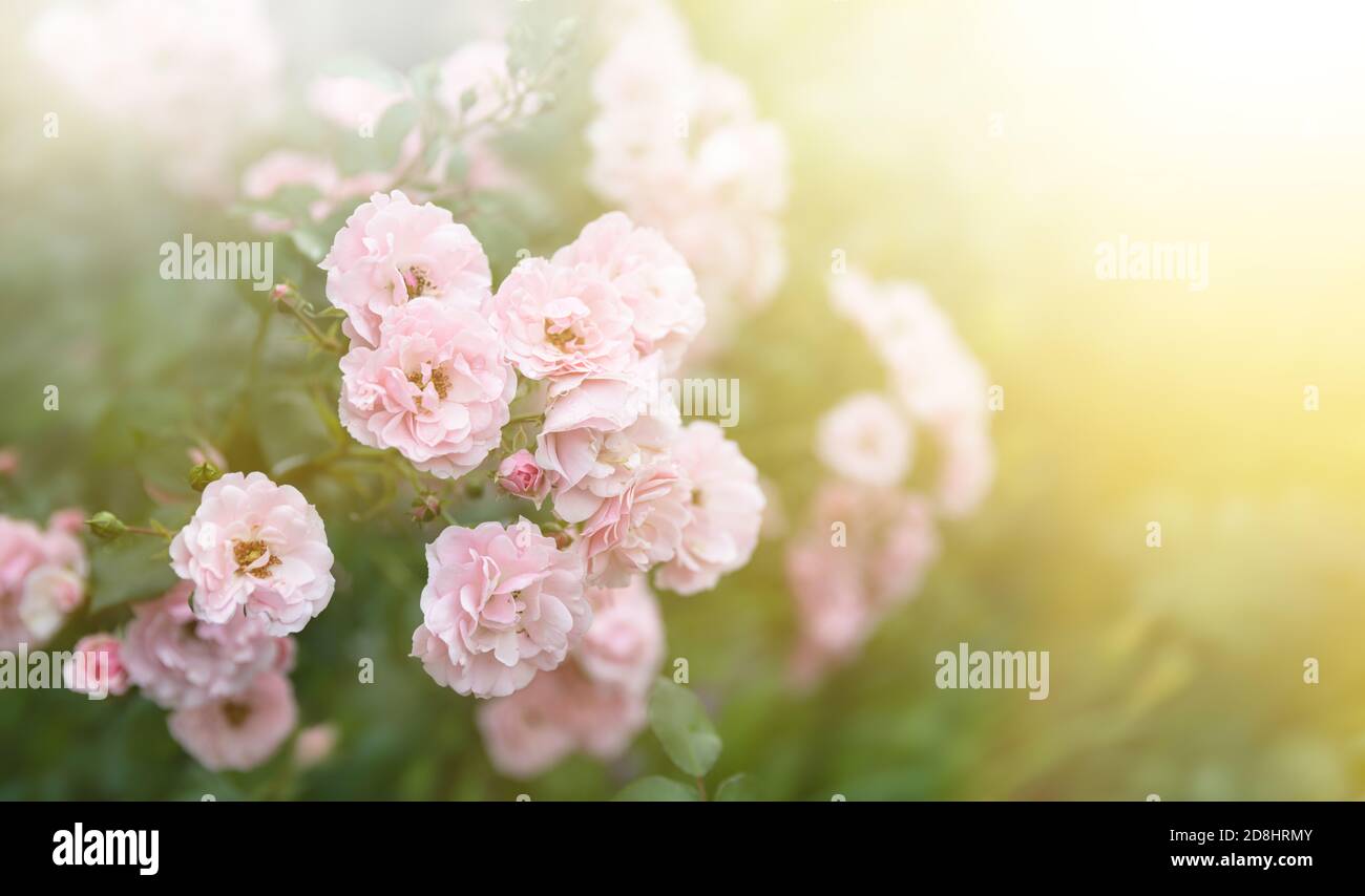 Gentle nature background with blooming roses. Beautiful rose flowers in ...
