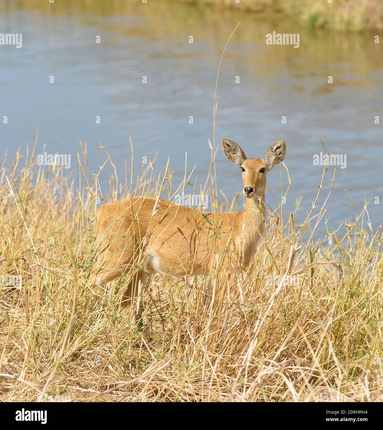 Female Reedbuck in their favorite location near water, in the Tarangire ...