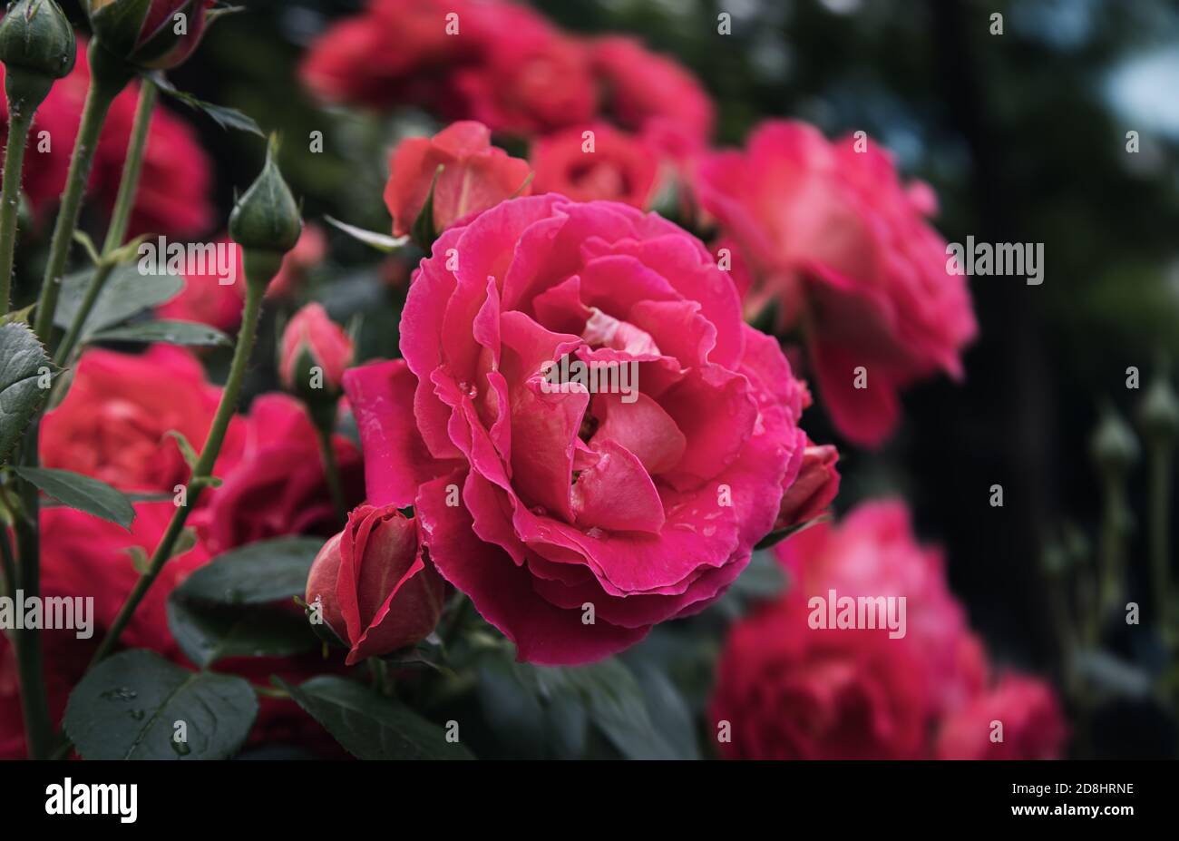 Gentle nature background with blooming roses. Beautiful rose flowers in ...