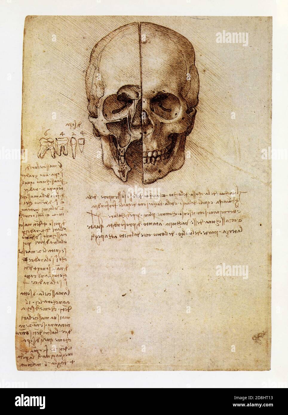 Leonardo da Vinci. The Skull bisected and sectioned.1489.Pen and ink ...