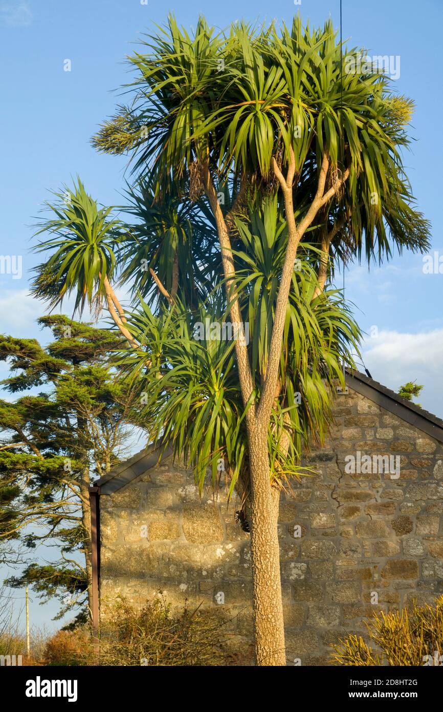 Yucca tree in garden Stock Photo - Alamy