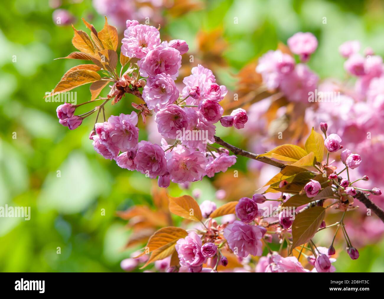 Cherry tree in bloom. Sakura flowers. Cherry blossom. Sakura Japanese ...