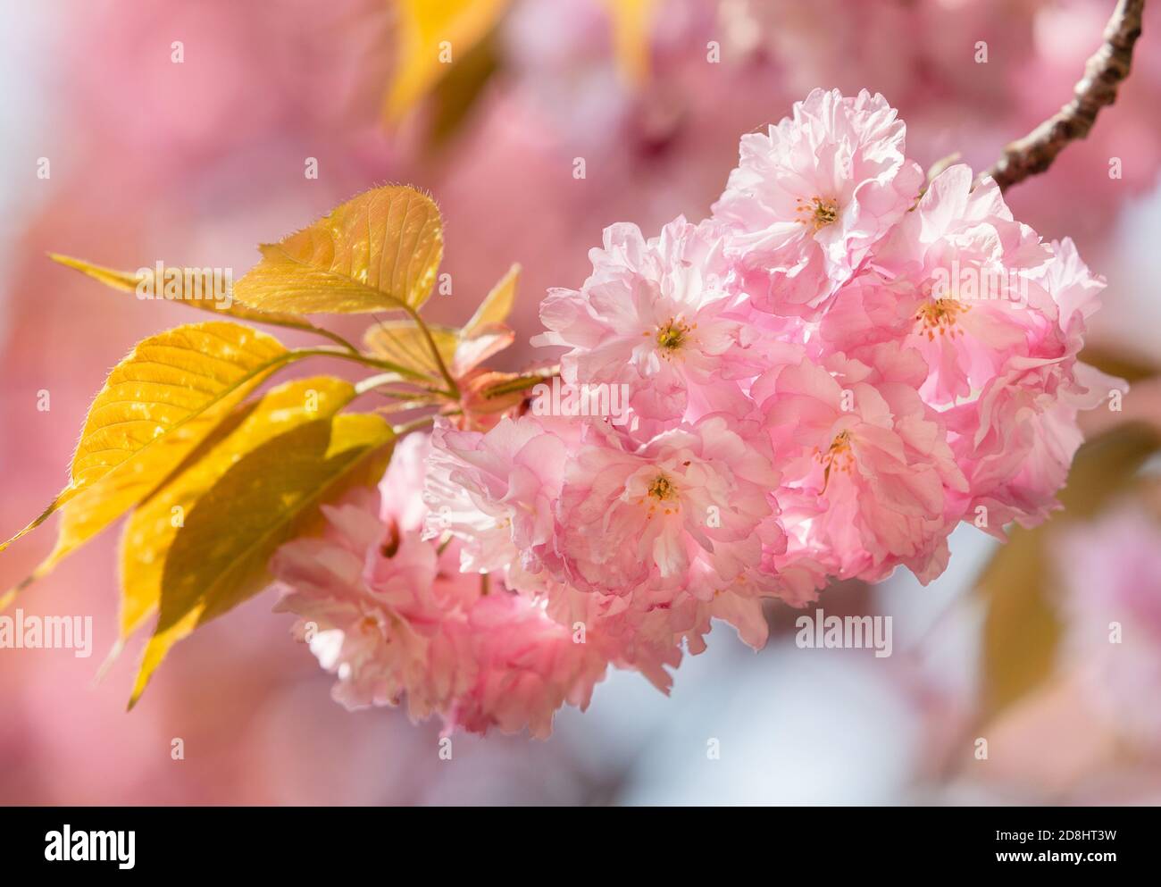 Cherry tree in bloom. Sakura flowers. Cherry blossom. Sakura Japanese ...
