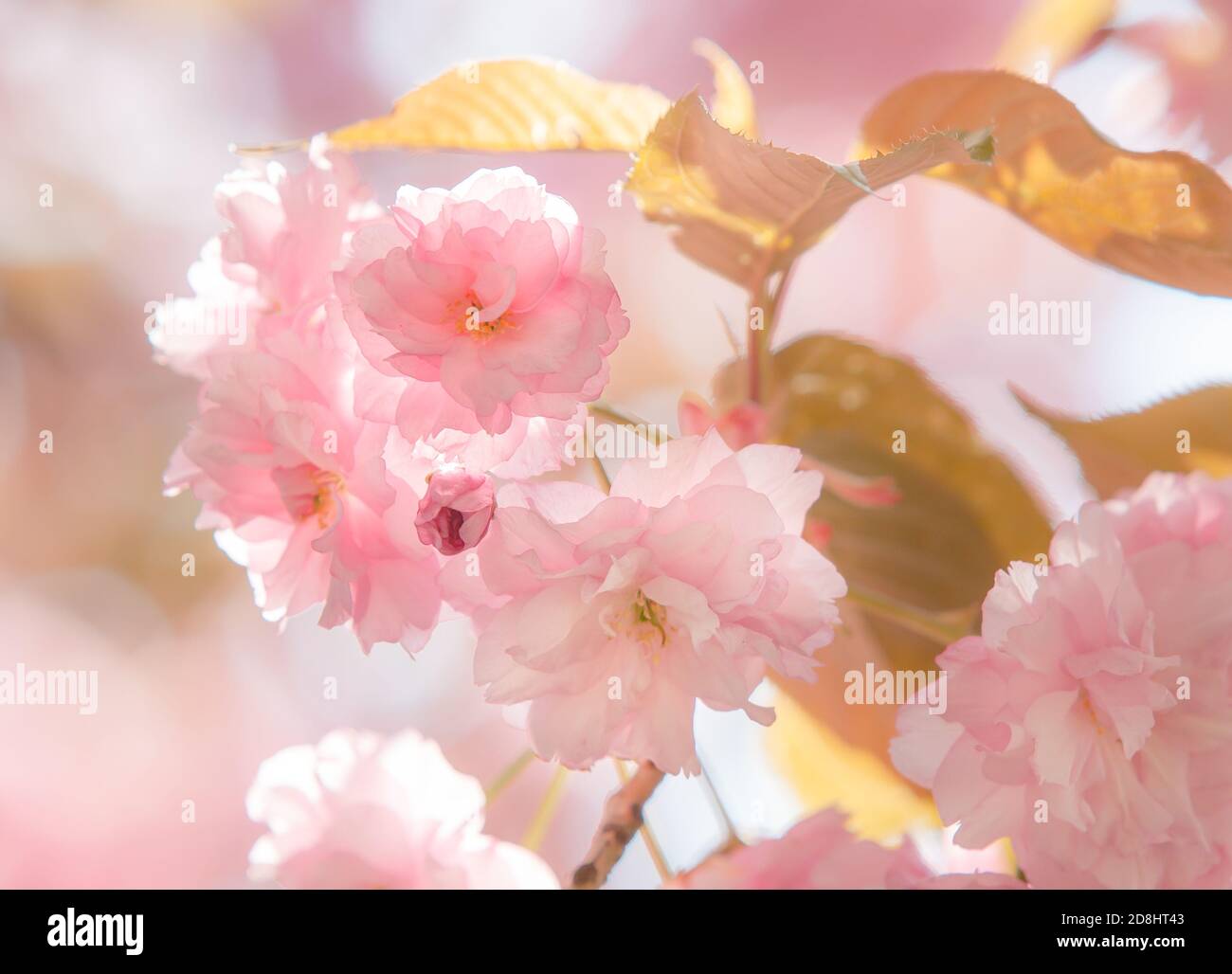 Cherry tree in bloom. Sakura flowers. Cherry blossom. Sakura Japanese ...
