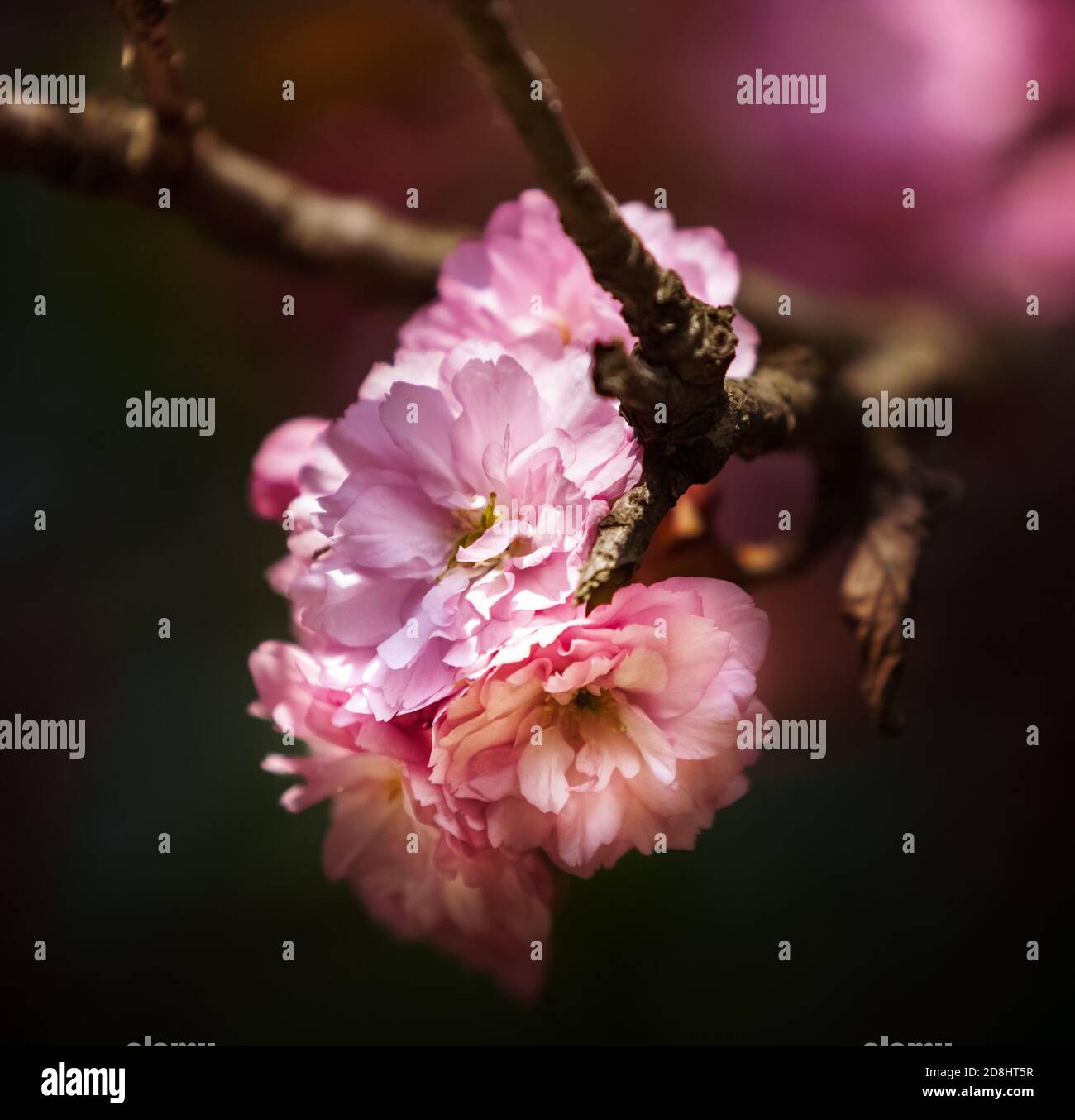 Cherry tree in bloom. Sakura flowers. Cherry blossom. Sakura Japanese ...