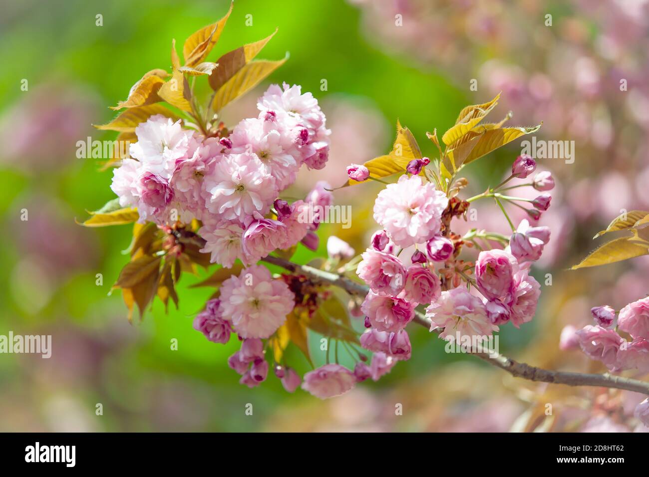Cherry tree in bloom. Sakura flowers. Cherry blossom. Sakura Japanese ...