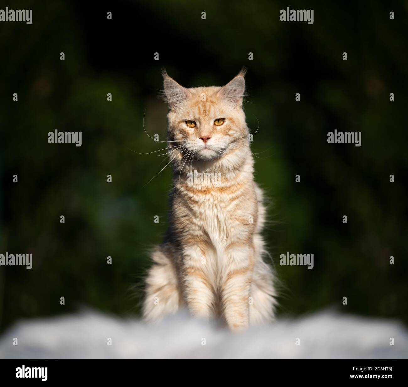 cream tabby maine coon cat sitting outdoors in nature in sunlight Stock ...
