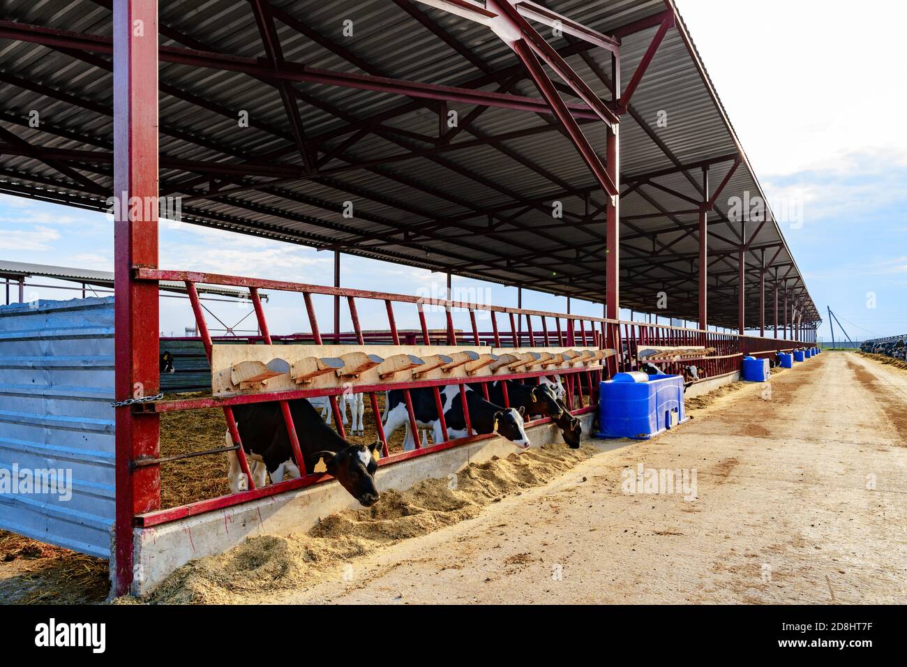 Modern outdoor cowshed with herd of milky cows Stock Photo - Alamy
