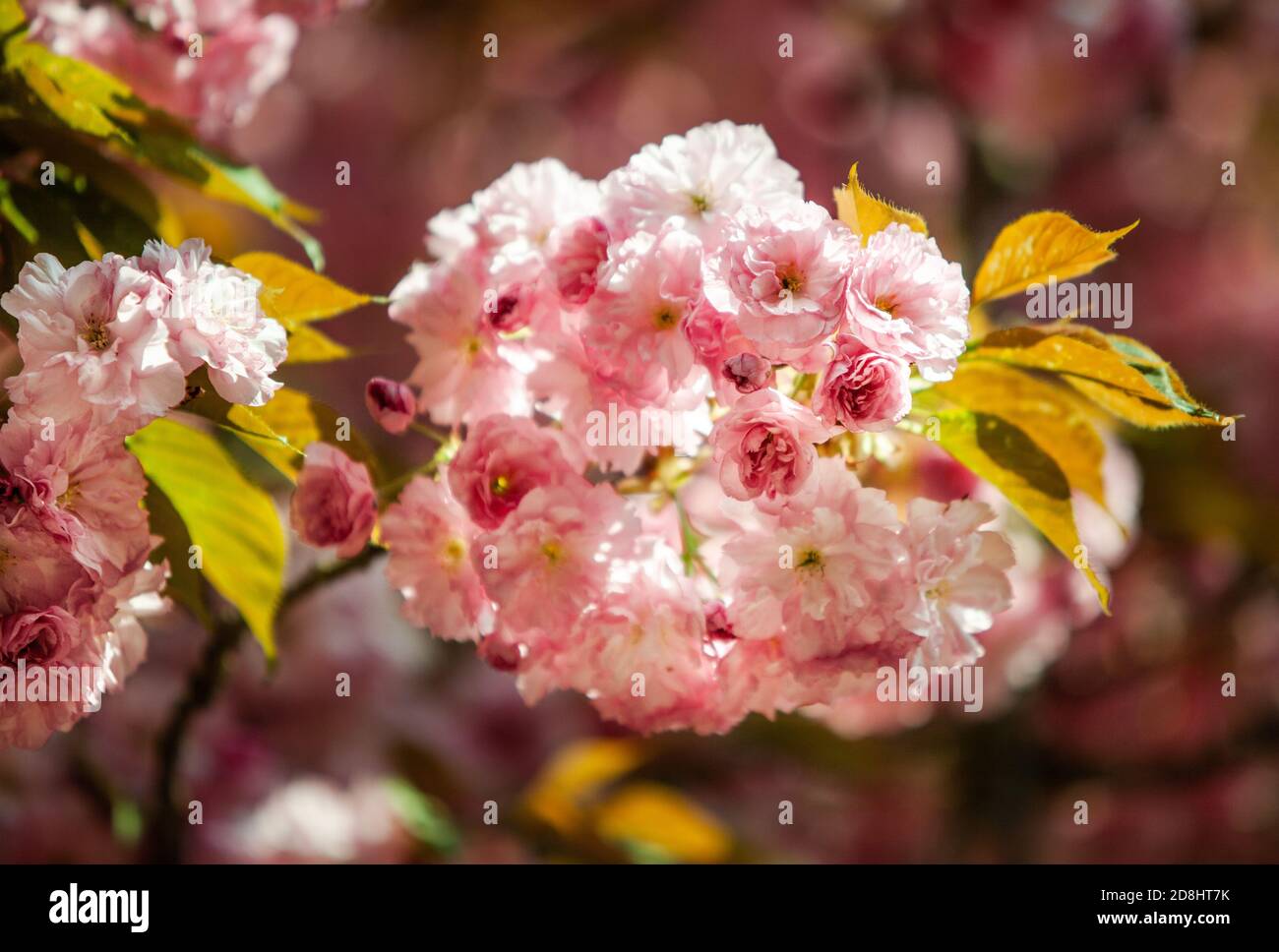 Cherry tree in bloom. Sakura flowers. Cherry blossom. Sakura Japanese ...