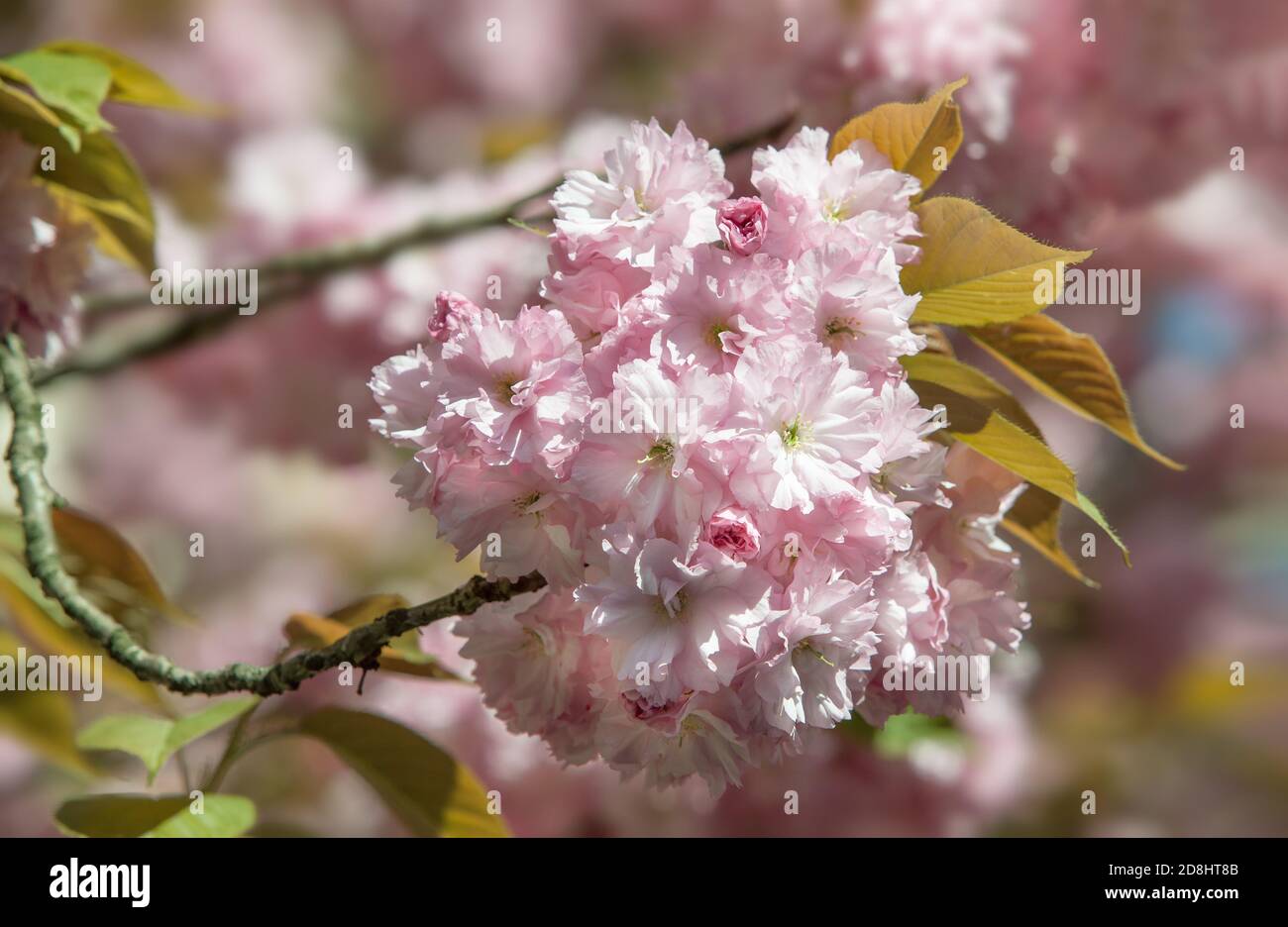 Cherry tree in bloom. Sakura flowers. Cherry blossom. Sakura Japanese ...