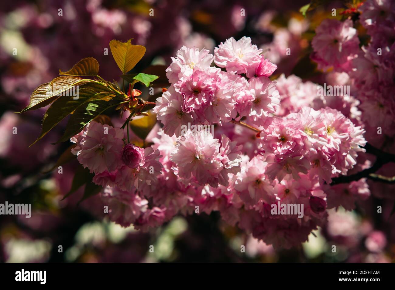Cherry tree in bloom. Sakura flowers. Cherry blossom. Sakura Japanese ...