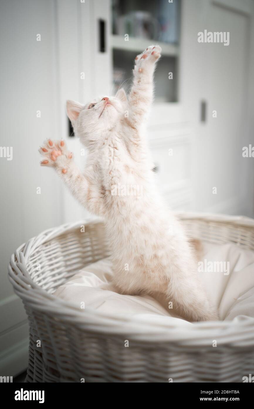 cream tabby british shorthair kitten playing in pet bed rearing up ...