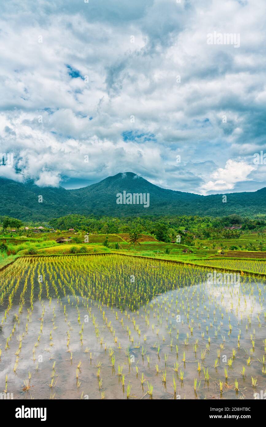 Rice terraces in mountains at cloudy sky, Bali Indonesia. Vertical ...