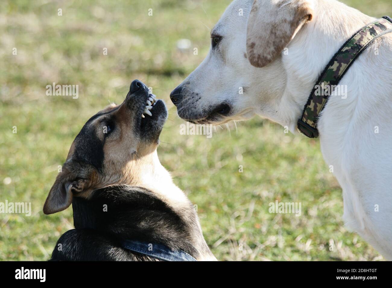 Are Labrador Aggressive Towards Other Dogs