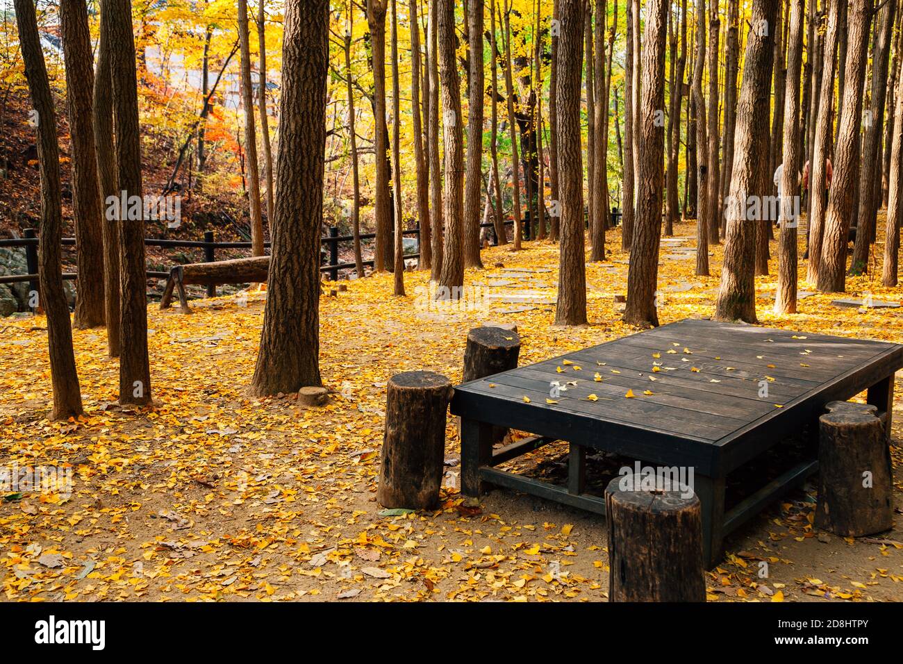 Autumn yellow ginkgo tree forest at Bukhansan mountain park in Seoul ...