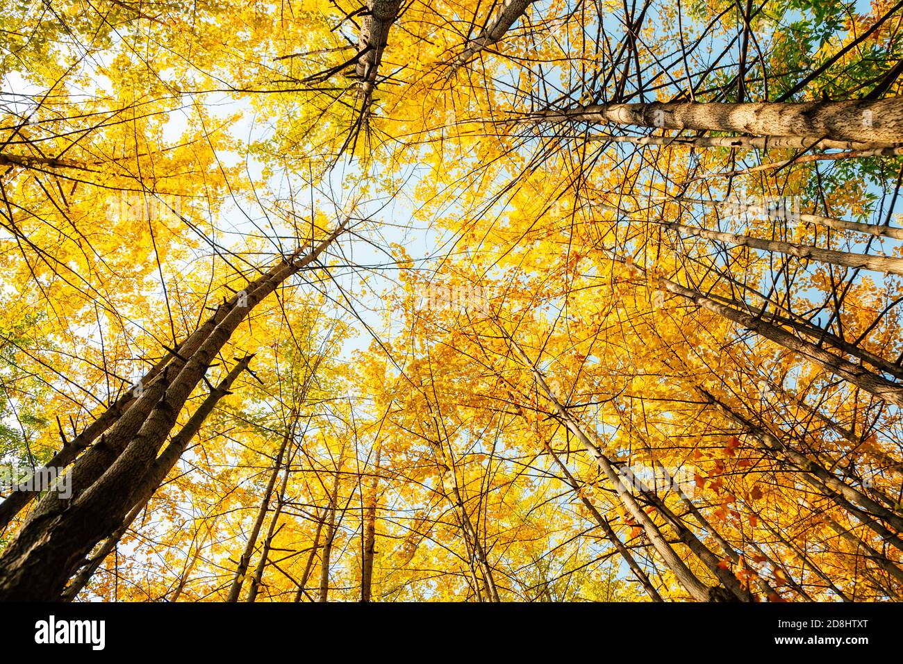 Autumn yellow ginkgo tree forest at Bukhansan mountain park in Seoul ...