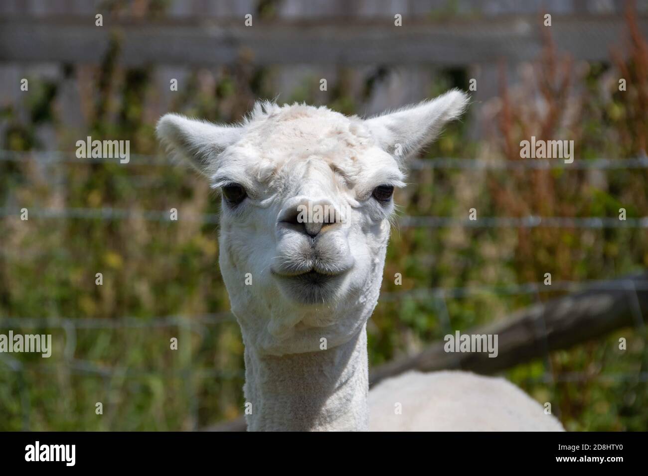 pretty alpaca posing for the camera Stock Photo - Alamy