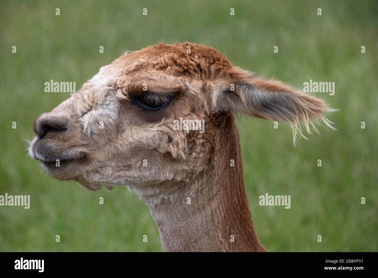pretty alpaca posing for the camera Stock Photo - Alamy