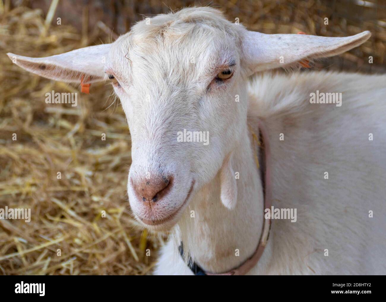 pretty white goat posing for the camera Stock Photo - Alamy