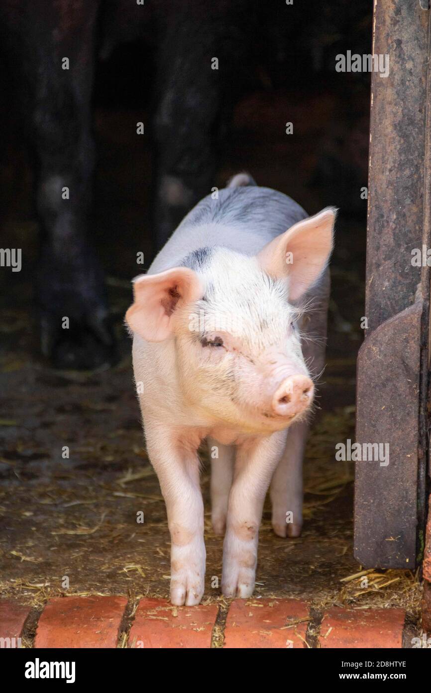 pretty piglet venturing outside into the sunshine Stock Photo - Alamy