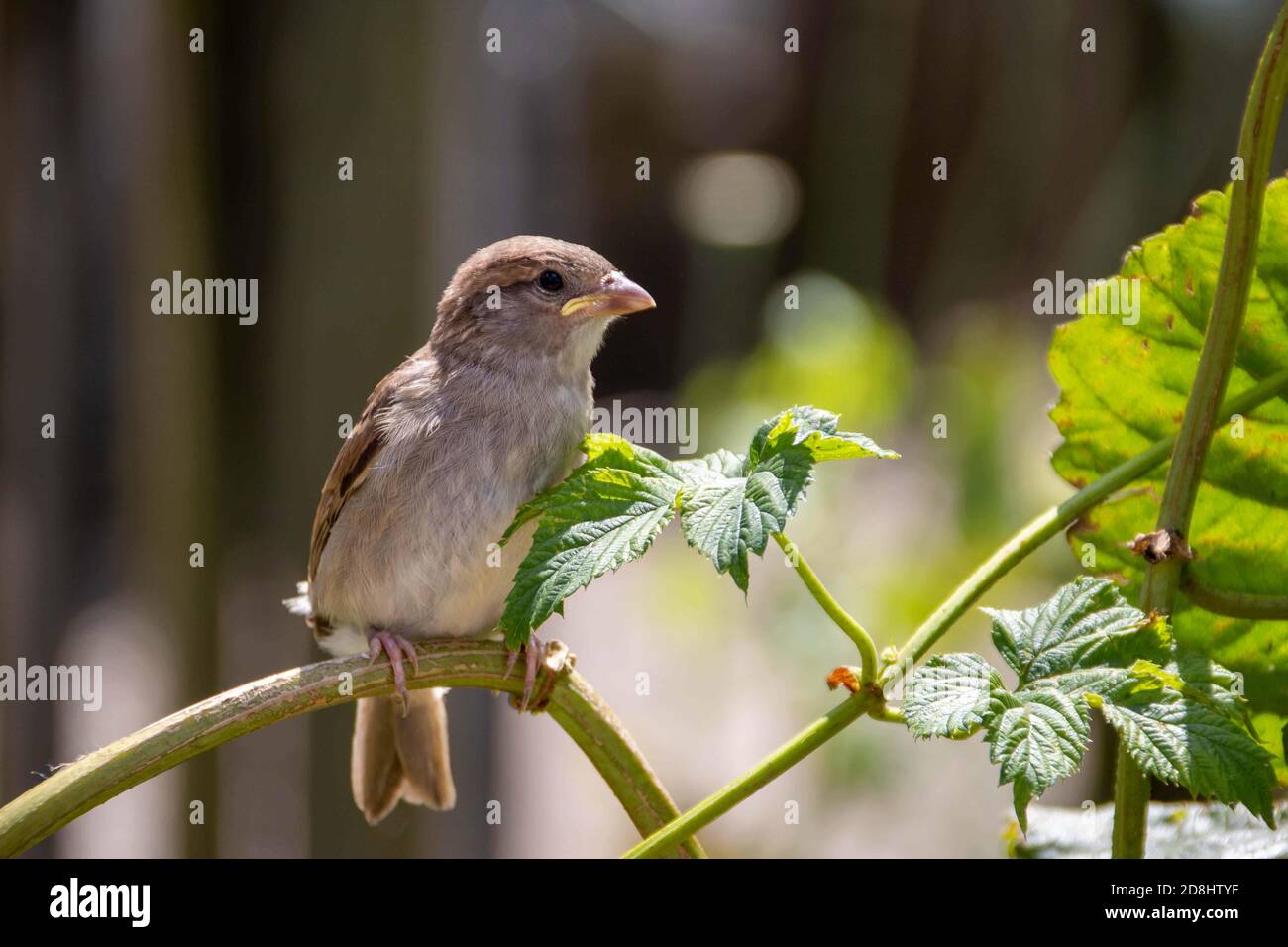Bramble bird hi-res stock photography and images - Alamy