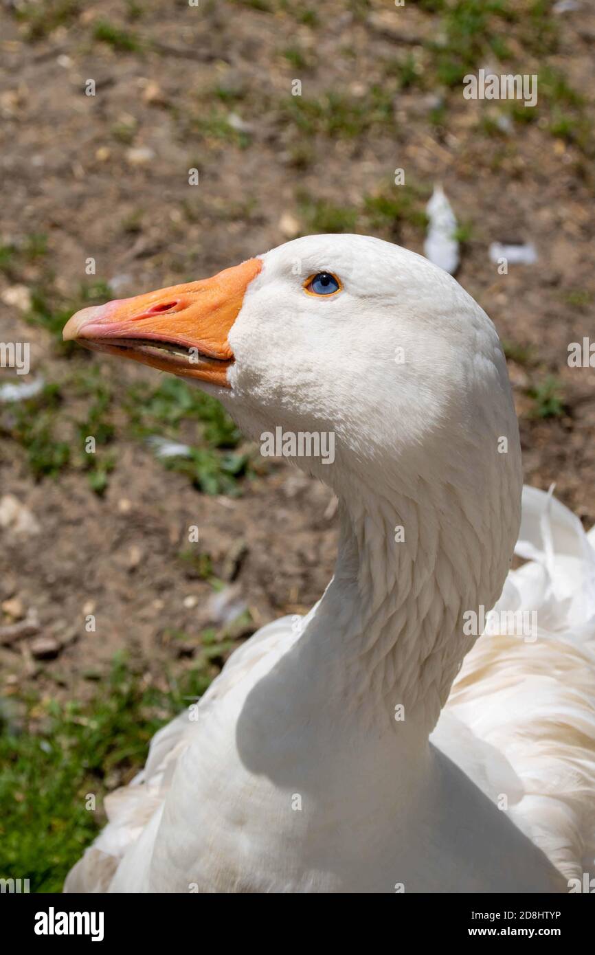 beautiful goose posing for the camera Stock Photo - Alamy